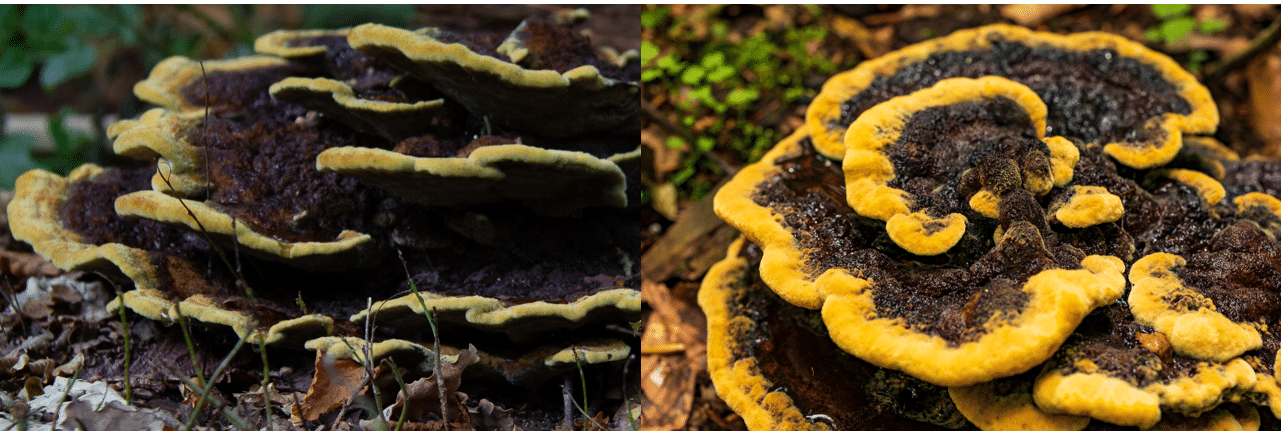 24 Common Mushrooms Found in Oregon! (2024) - Bird Watching HQ