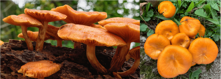 32 Common Mushrooms Found in Ohio! (2024) - Bird Watching HQ