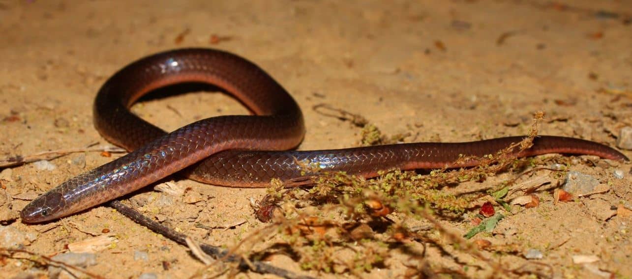 18 Types of SNAKES That Live in Pennsylvania! (ID Guide) - Bird Watching HQ