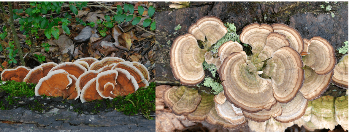 28 Common Mushrooms Found in Michigan! (2025) - Bird Watching HQ