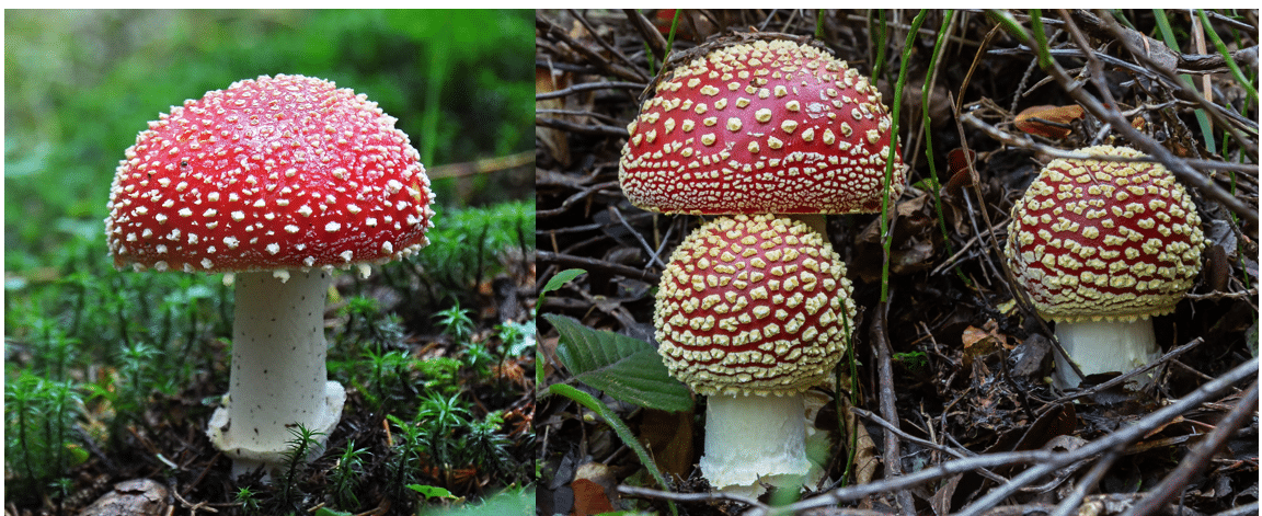 75 Common Mushrooms Found in the USA! (2024) - Bird Watching HQ