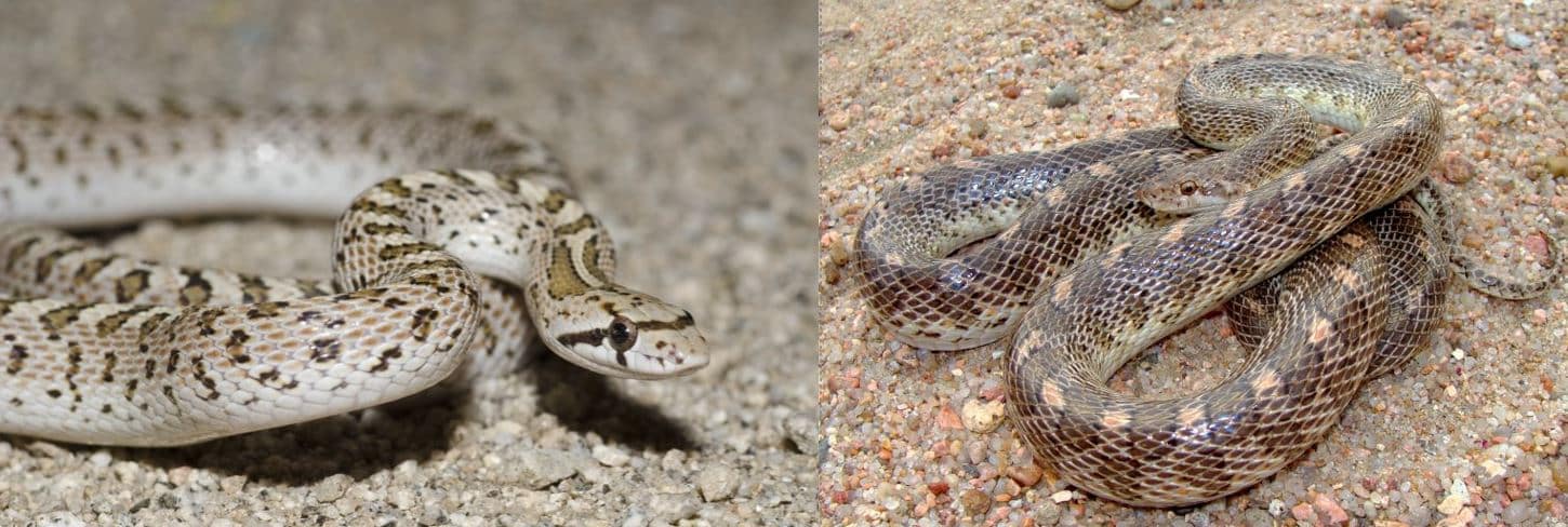 18 Types of SNAKES That Live in Nevada! (ID Guide) - Bird Watching HQ
