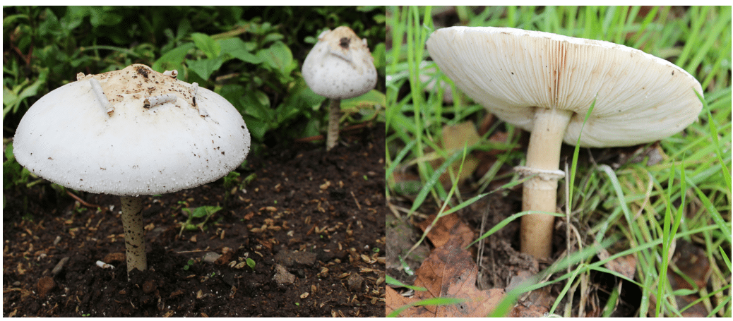 32 Common Mushrooms Found in Ohio! (2024) - Bird Watching HQ