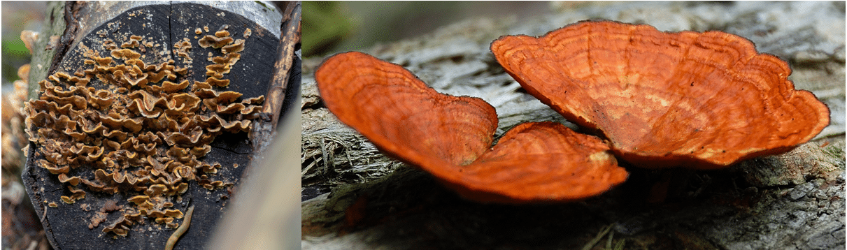 30 Common Mushrooms Found in Virginia! (2024) - Bird Watching HQ