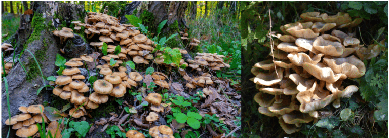 30 Common Mushrooms Found in Wisconsin! (2025) - Bird Watching HQ