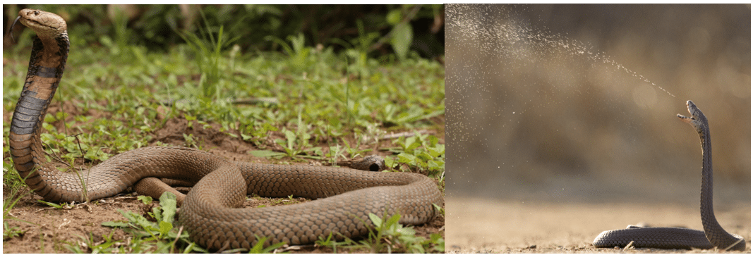 7 Types of VENOMOUS Snakes in Malawi! (2023) - Bird Watching HQ