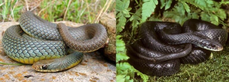 16 Types of SNAKES That Live in Ontario! (ID Guide) - Bird Watching HQ