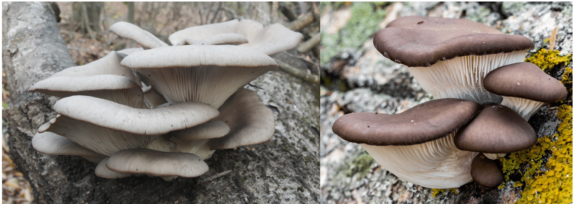 28 Common Mushrooms Found in Tennessee! (2025) - Bird Watching HQ