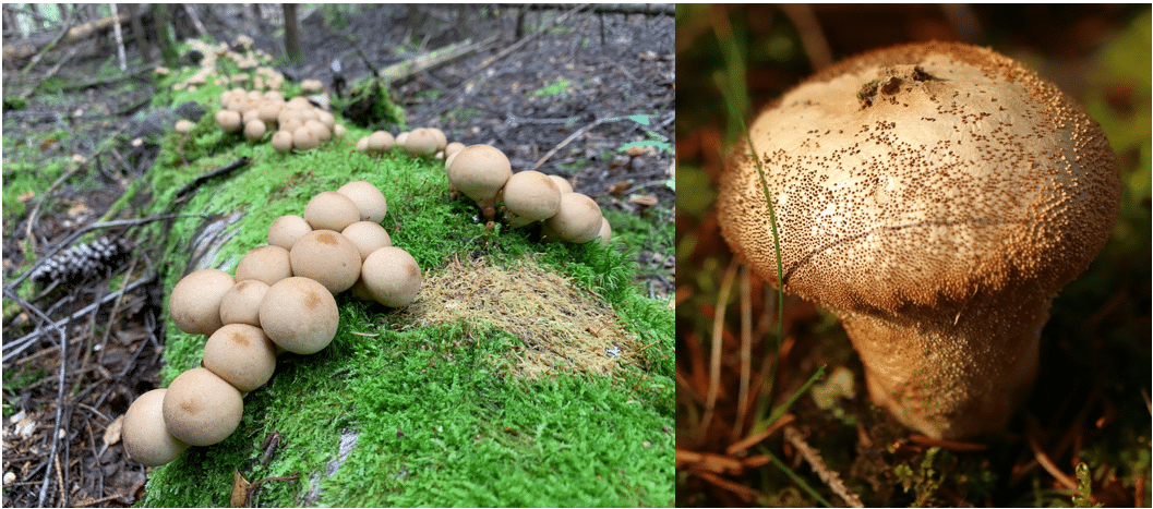 22 Common Mushrooms Found in California! (2024) - Bird Watching HQ