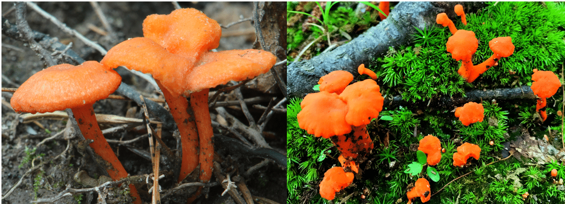 30 Common Mushrooms Found in Ontario! (2024) - Bird Watching HQ