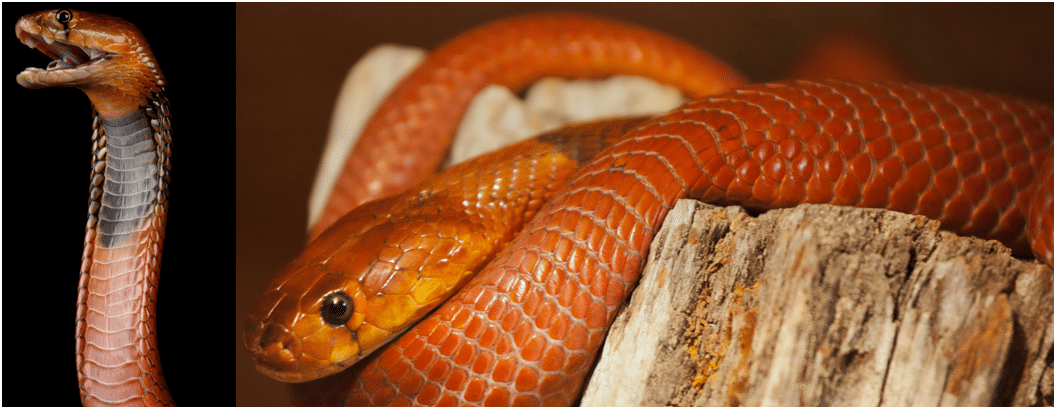 15 Types of Cobras From Around the World! (2025) - Bird Watching HQ