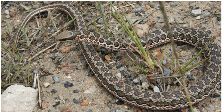 16 Types of VENOMOUS Snakes in South Africa! (2025) - Bird Watching HQ