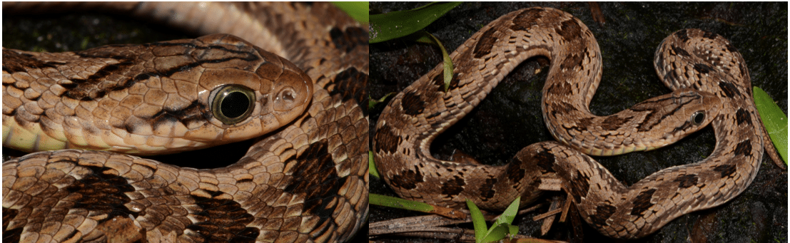 3 Types of VENOMOUS Snakes in Togo! (2024) - Bird Watching HQ