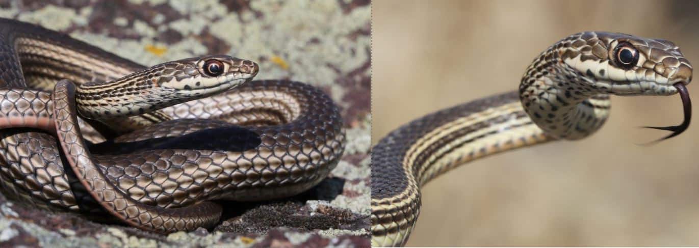 18 Types of SNAKES That Live in Nevada! (ID Guide) - Bird Watching HQ
