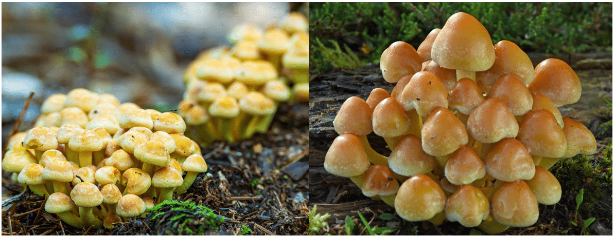 32 Common Mushrooms Found in Ohio! (2024) - Bird Watching HQ