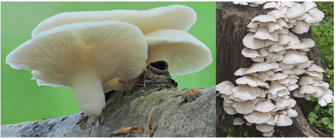 24 Common Mushrooms Found in Florida! (2024) - Bird Watching HQ