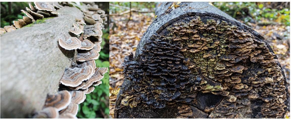 32 Common Mushrooms Found in Ohio! (2024) - Bird Watching HQ