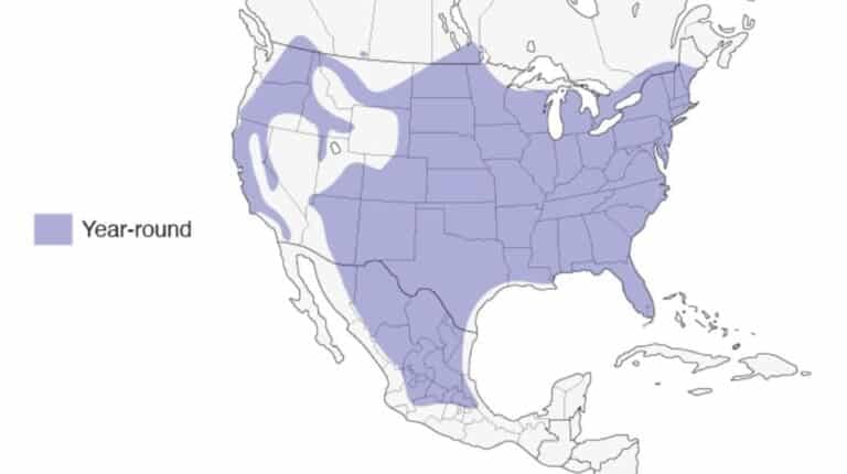 28 LARGE Birds that live in Texas (2023) - Bird Watching HQ
