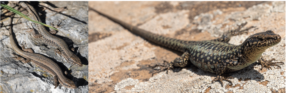 14 Types of Lizards Found in Spain (2024) - Bird Watching HQ