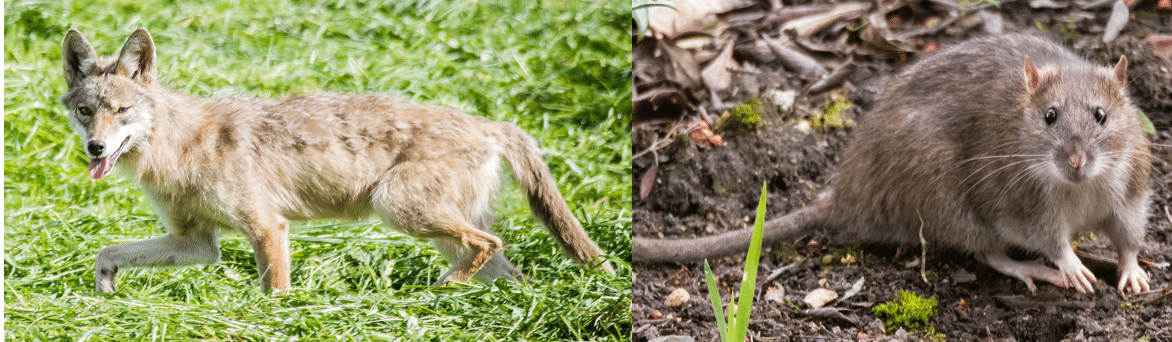 24 Most DANGEROUS Animals in Louisiana! (2025) - Bird Watching HQ