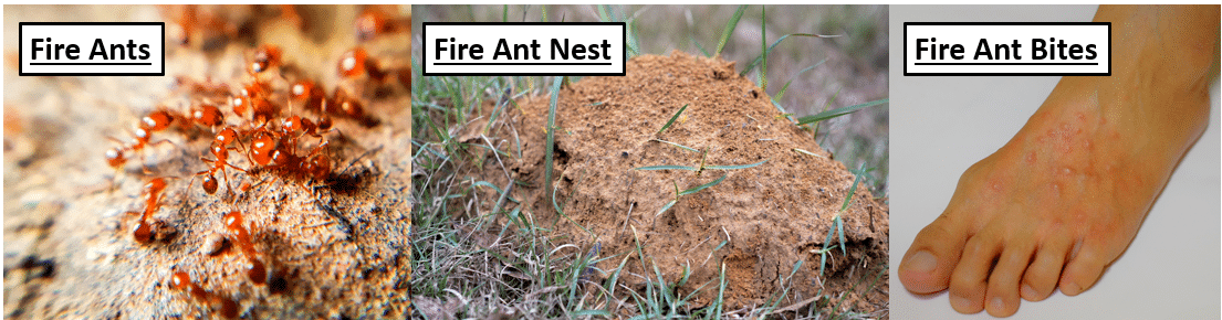 22 Most DANGEROUS Animals in California! (2024) - Bird Watching HQ