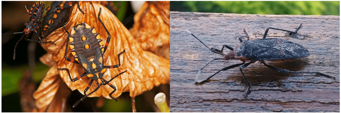 25 Most DANGEROUS Animals in Alabama! (2025) - Bird Watching HQ