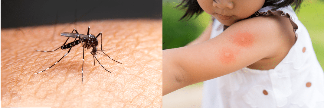 22 Most DANGEROUS Animals in California! (2024) - Bird Watching HQ