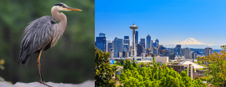 10 MOST Common Birds Found in Seattle, WA (2025) - Bird Watching HQ