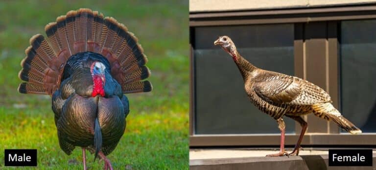 35 LARGE Birds that live in North America (2024) - Bird Watching HQ