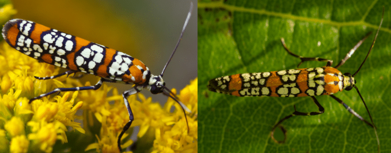27 Common MOTHS in Ontario (2023) - Bird Watching HQ
