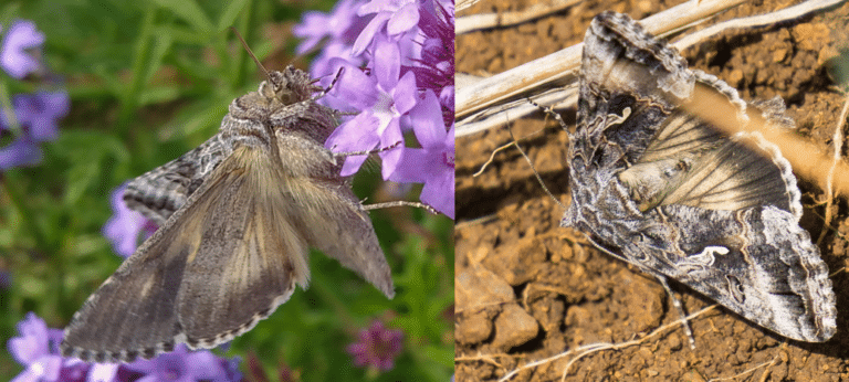 20 Common MOTHS in Colorado (2023) - Bird Watching HQ