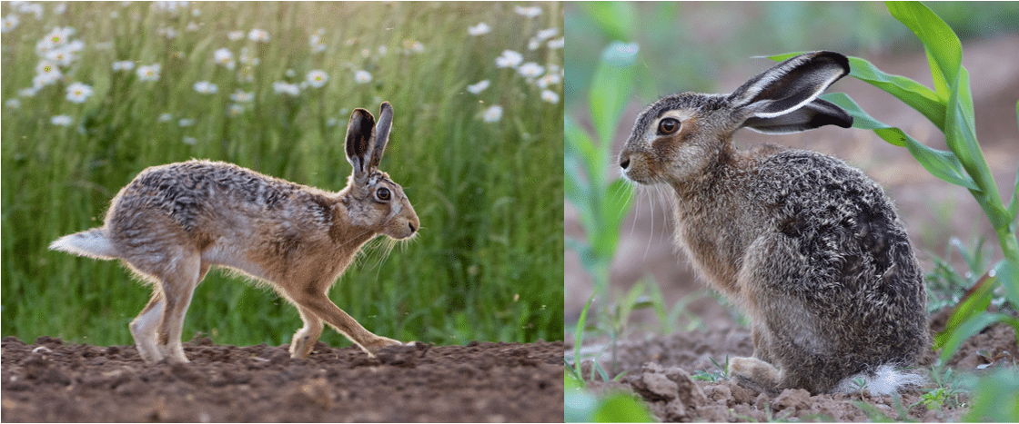 35 Common Animals Found in Sweden (2024) - Bird Watching HQ