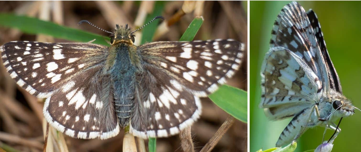 30 Common Butterflies Found in Kansas! (ID Guide) - Bird Watching HQ