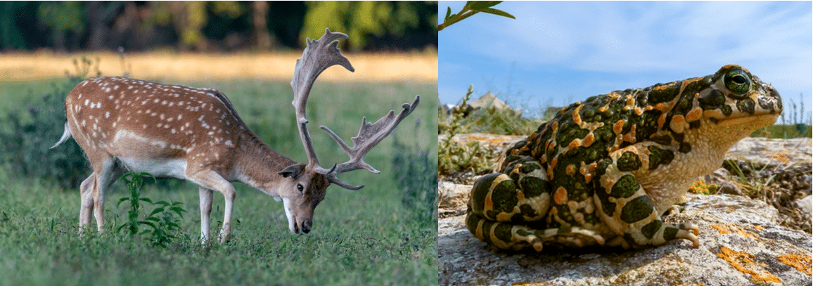 43 Common Animals Found in Spain (2023) - Bird Watching HQ