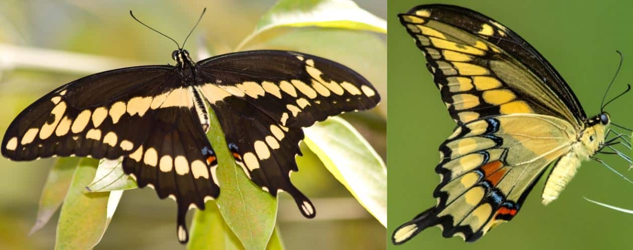 26 Common Butterflies Found in Ontario! (ID Guide) - Bird Watching HQ