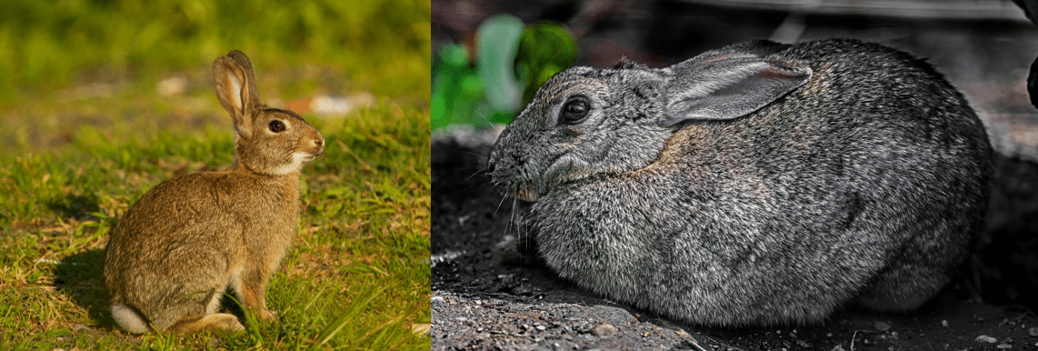 27 Common Animals Found in Ireland (2025) - Bird Watching HQ