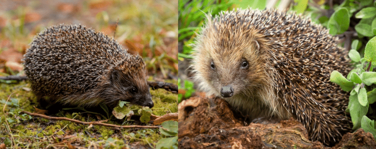 44 Common Animals Found in The Czech Republic (2024) - Bird Watching HQ