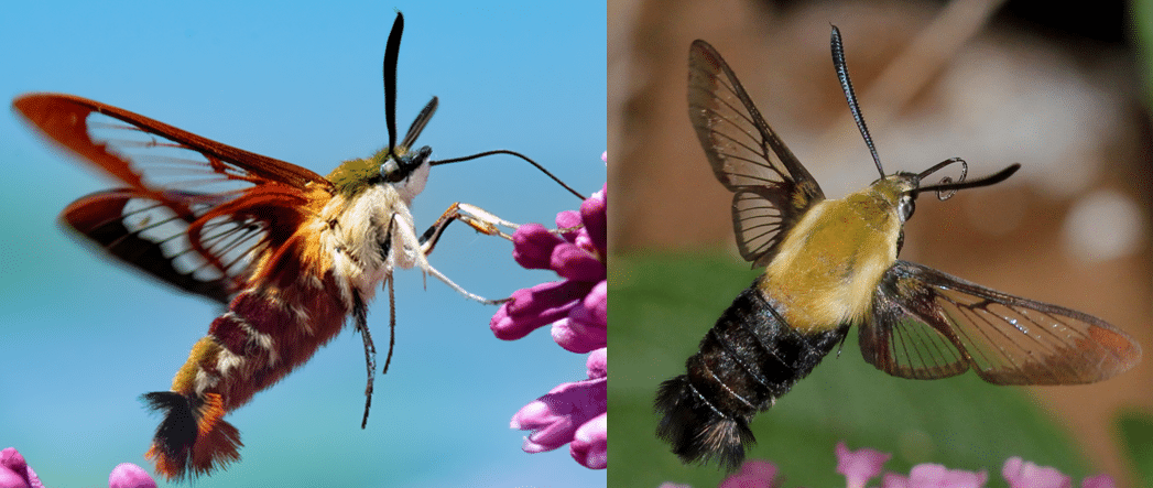 17 Common MOTHS in British Columbia (2023) - Bird Watching HQ