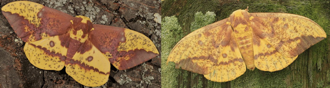 35 Common MOTHS in the United States (2023) - Bird Watching HQ