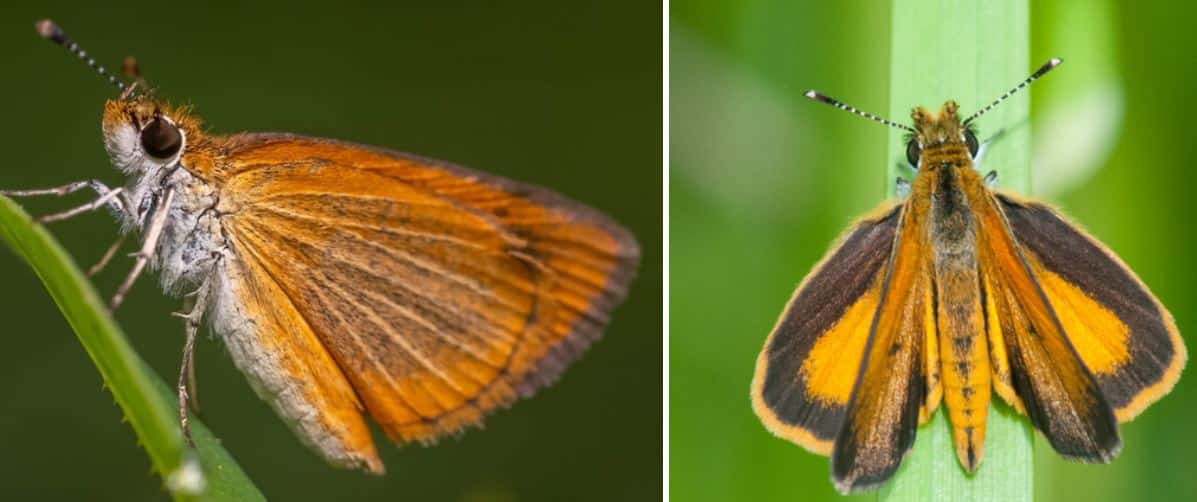 31 Common Butterflies in Found New Hampshire! (ID Guide) - Bird Watching HQ