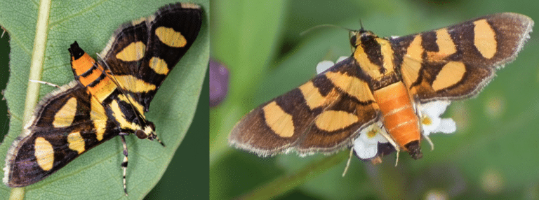 25 Common MOTHS in Louisiana (2023) - Bird Watching HQ