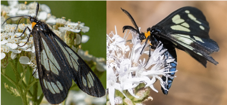 17 Common MOTHS in British Columbia (2023) - Bird Watching HQ