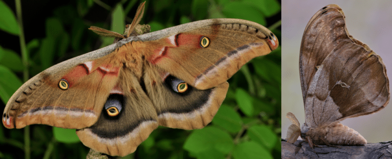 35 Common MOTHS in the United States (2023) - Bird Watching HQ