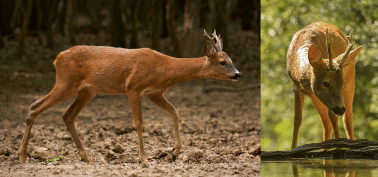 42 Common Animals Found in Greece (2025) - Bird Watching HQ