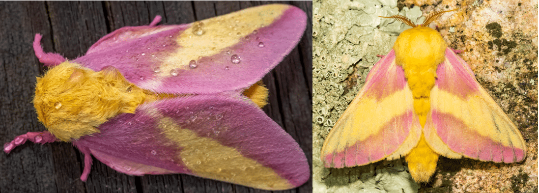 28 Common MOTHS in Virginia (2025) - Bird Watching HQ