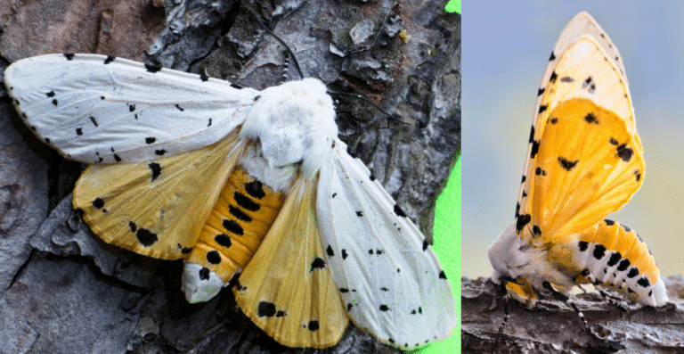 19 Common MOTHS in California (2023) - Bird Watching HQ