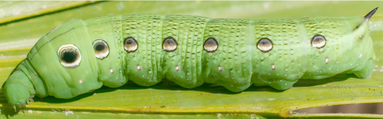 25 Common MOTHS in Ohio (2024) - Bird Watching HQ