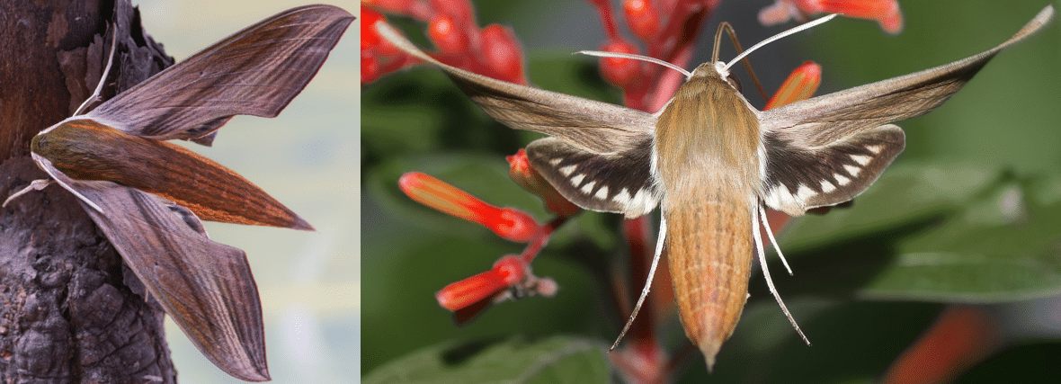 26 Common MOTHS in Texas (2023) - Bird Watching HQ