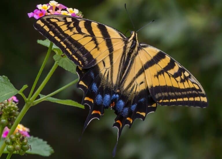 17 Common Butterflies Found in Alberta! (ID Guide) - Bird Watching HQ
