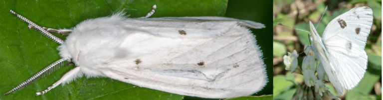 17 Common MOTHS in British Columbia (2023) - Bird Watching HQ